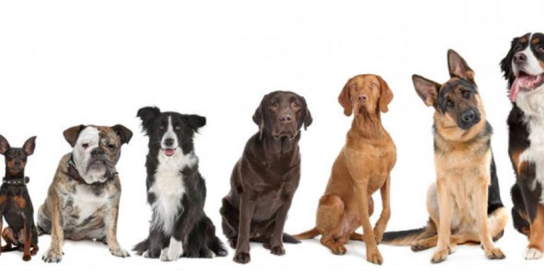 5 Steps to Being a Responsible Dog Owner