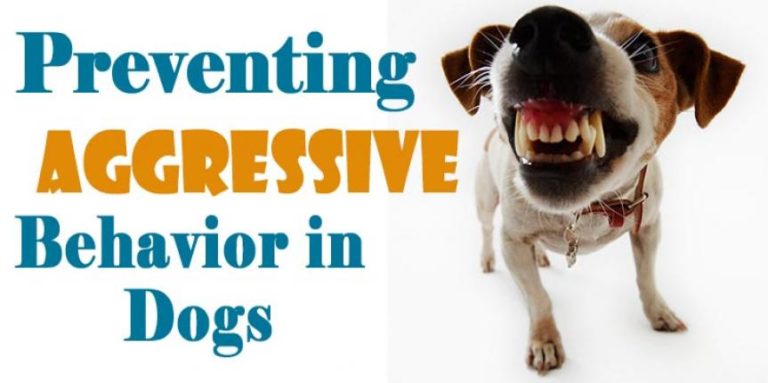 Preventing Aggressive Behavior in Dogs