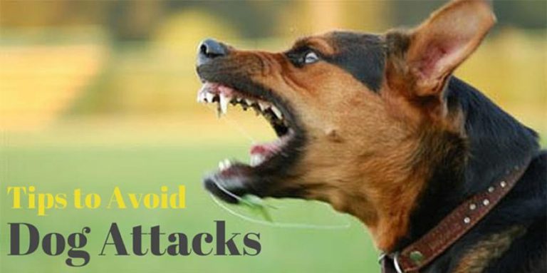Protect Yourself & Loved Ones: Tips for Avoiding Dog Attacks